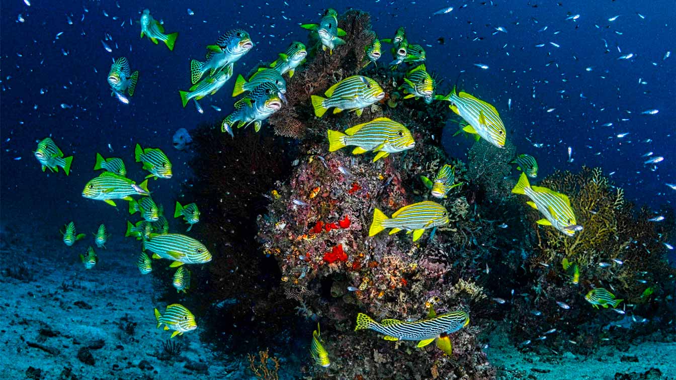Call for projects Pure Ocean - Nos projets | KRESK 4 OCEANS